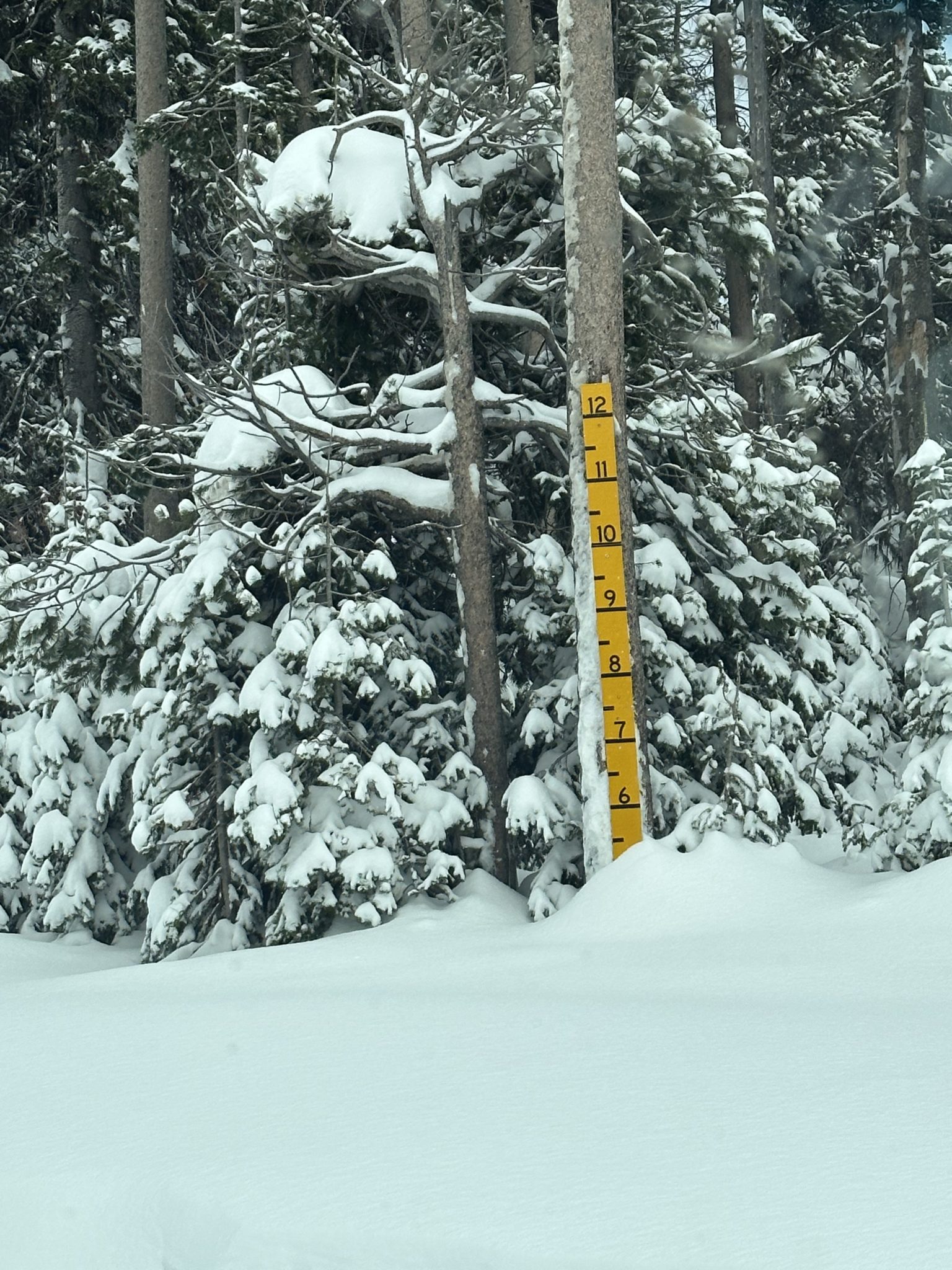 Bitterroot Cross Country Ski Club – Ski Chief Joseph Pass